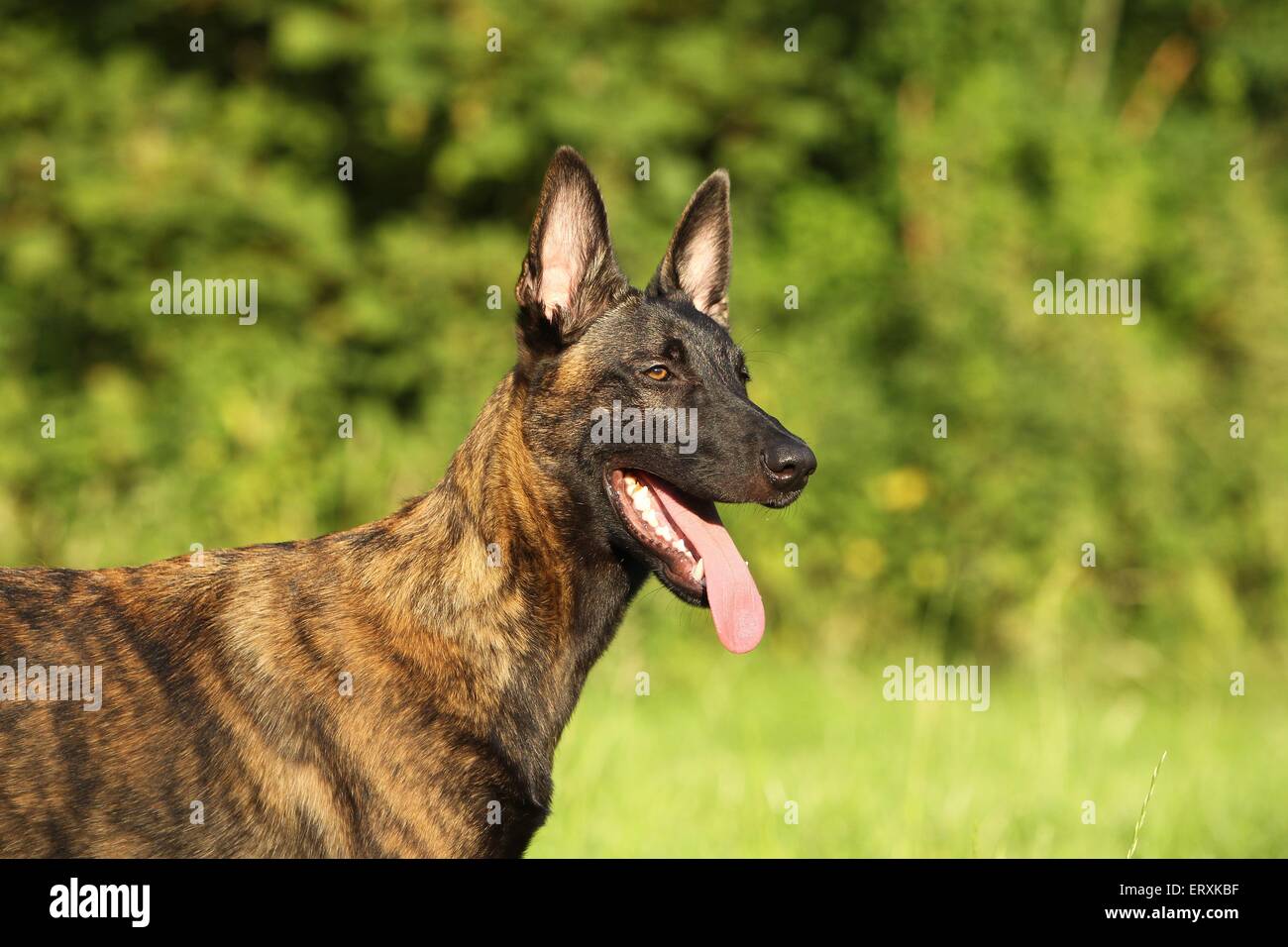 Dark dutch shepherd hi-res stock photography and images - Alamy