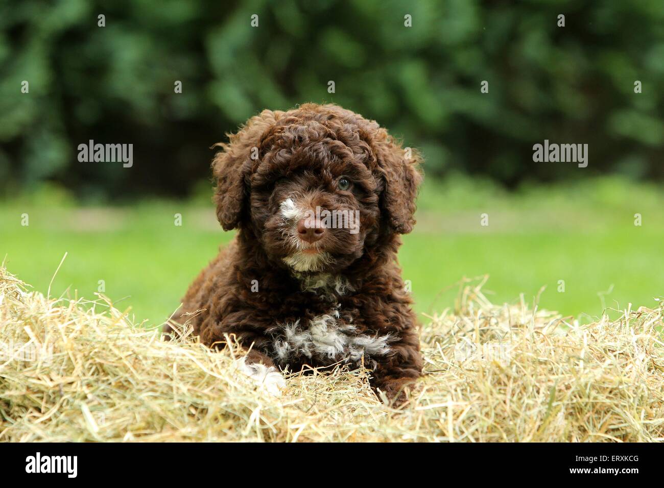 Hay perro hi-res stock photography and images - Alamy