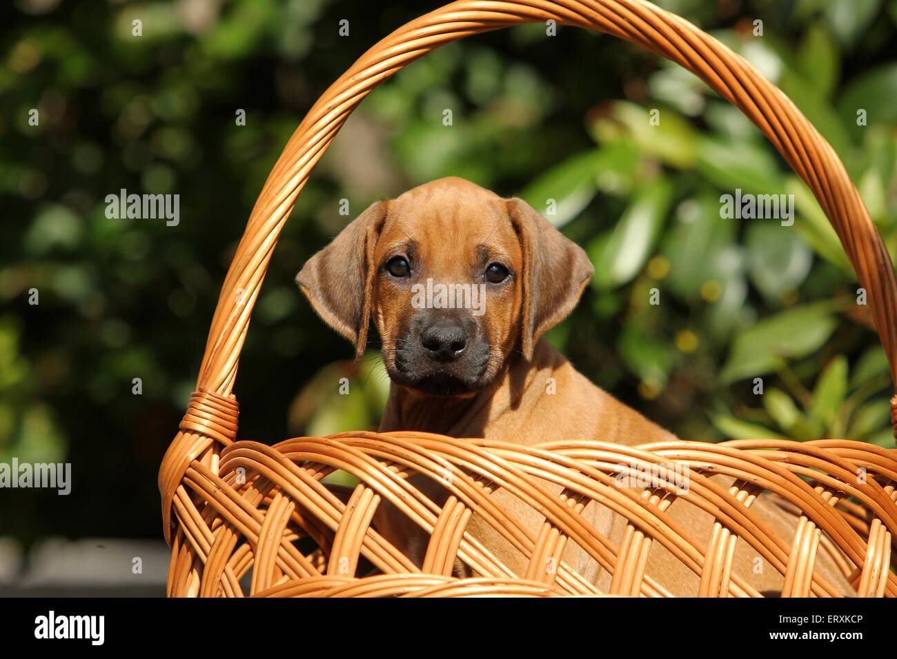 Rhodesian Ridgeback Puppy Stock Photo - Alamy