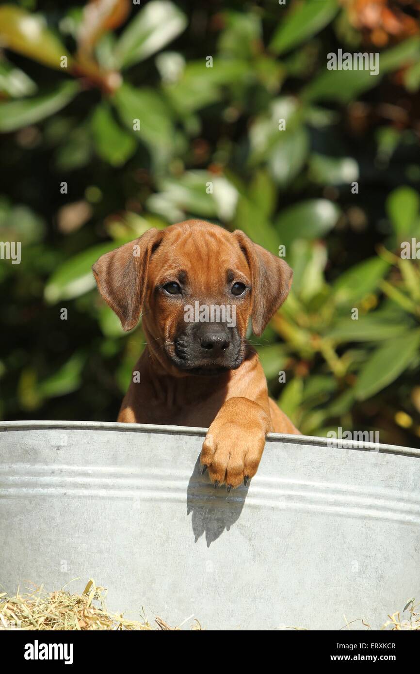 Rhodesian Ridgeback Puppy Stock Photo - Alamy