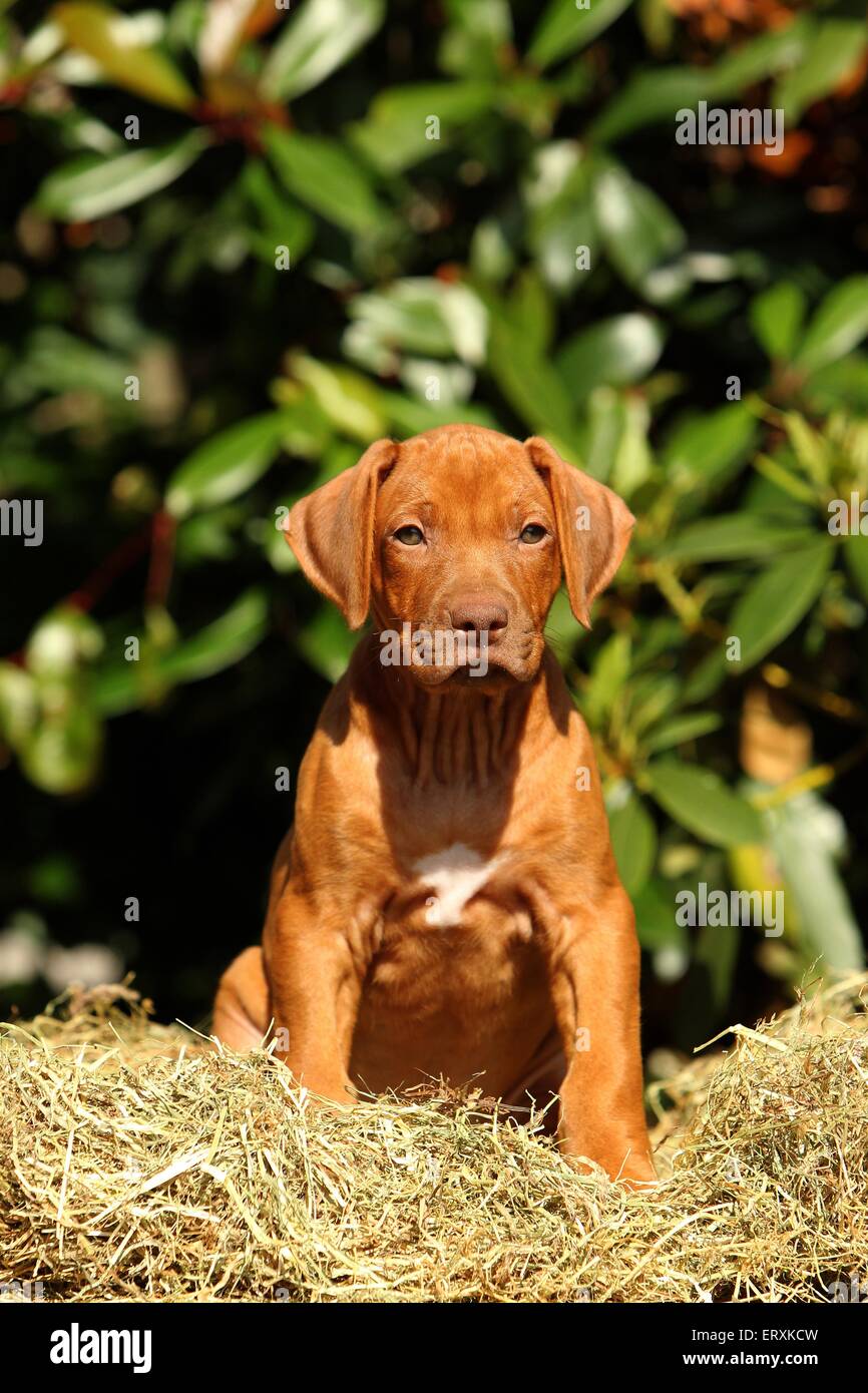 Rhodesian Ridgeback Puppy Stock Photo - Alamy