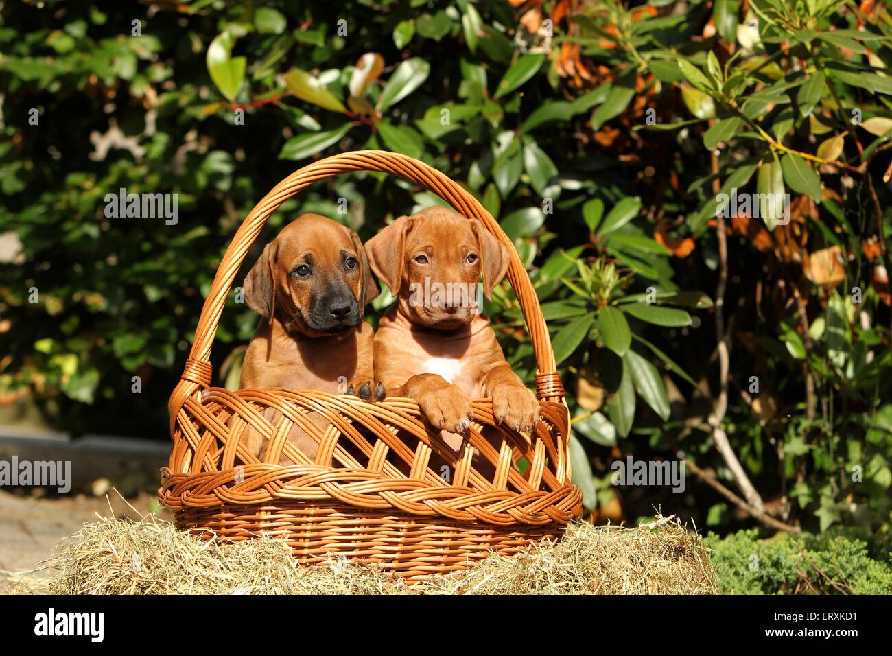 Rhodesian Ridgeback Puppies Stock Photo - Alamy