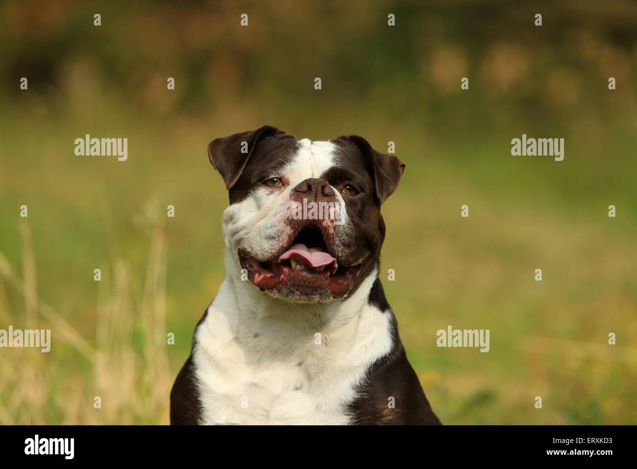 Renascence Bulldog Portrait Stock Photo - Alamy