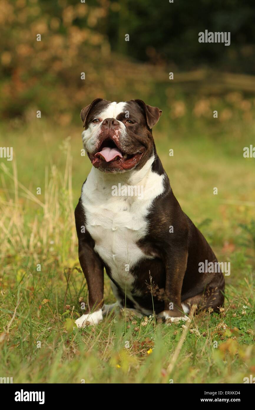 sitting Renascence Bulldog Stock Photo - Alamy