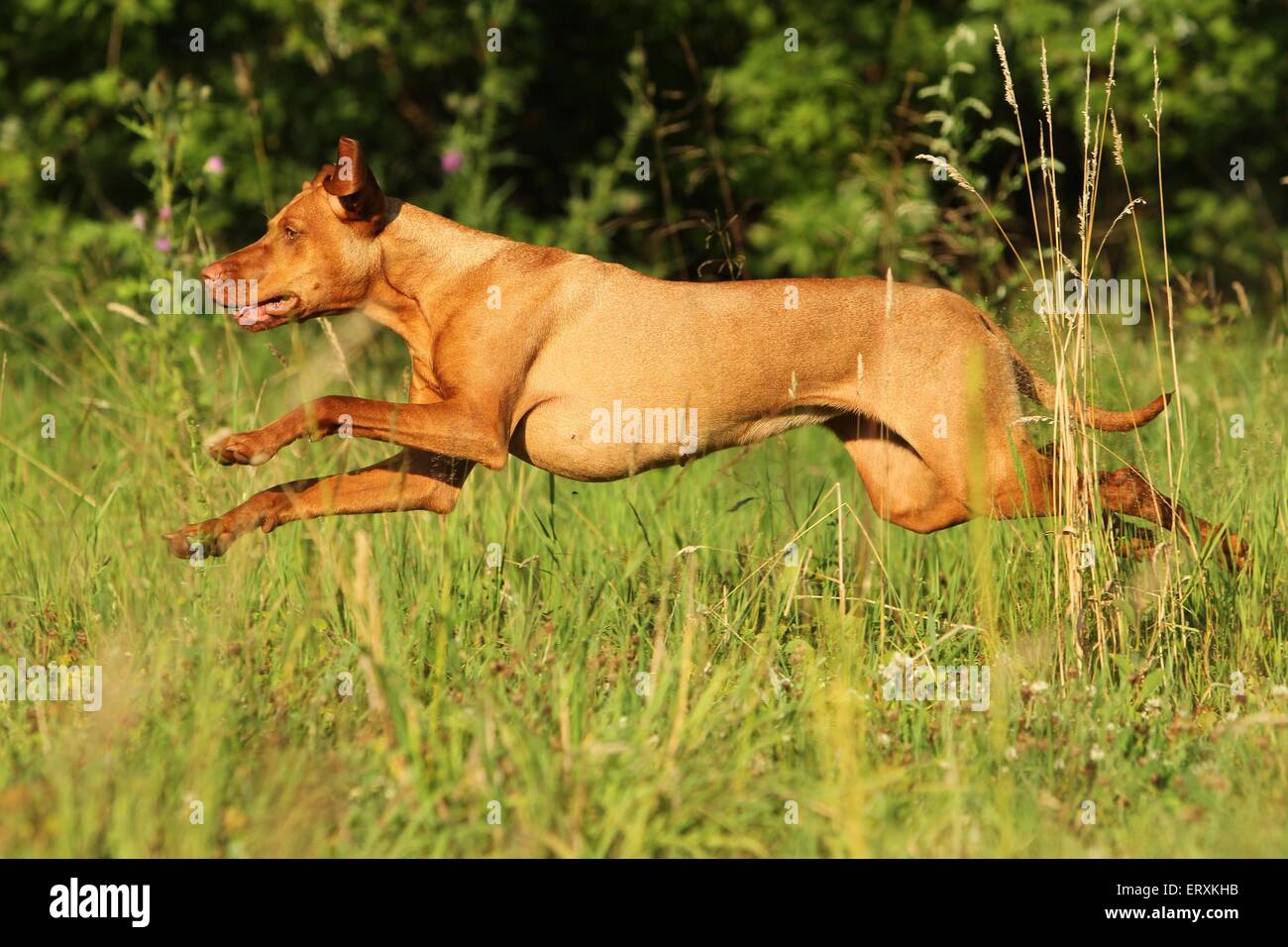 running shorthaired Magyar Vizsla Stock Photo - Alamy