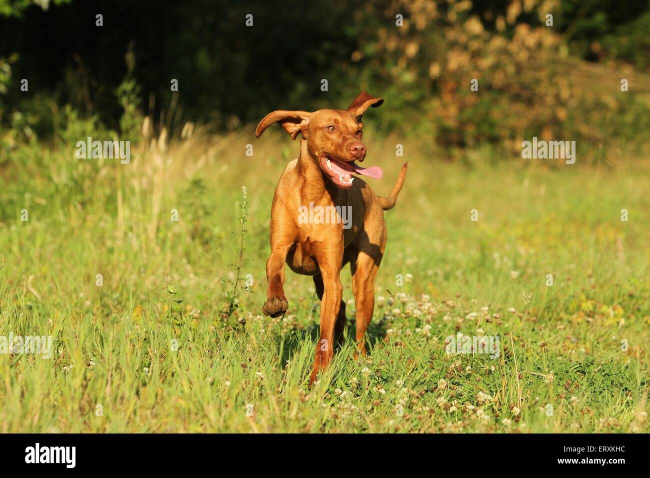 running shorthaired Magyar Vizsla Stock Photo - Alamy