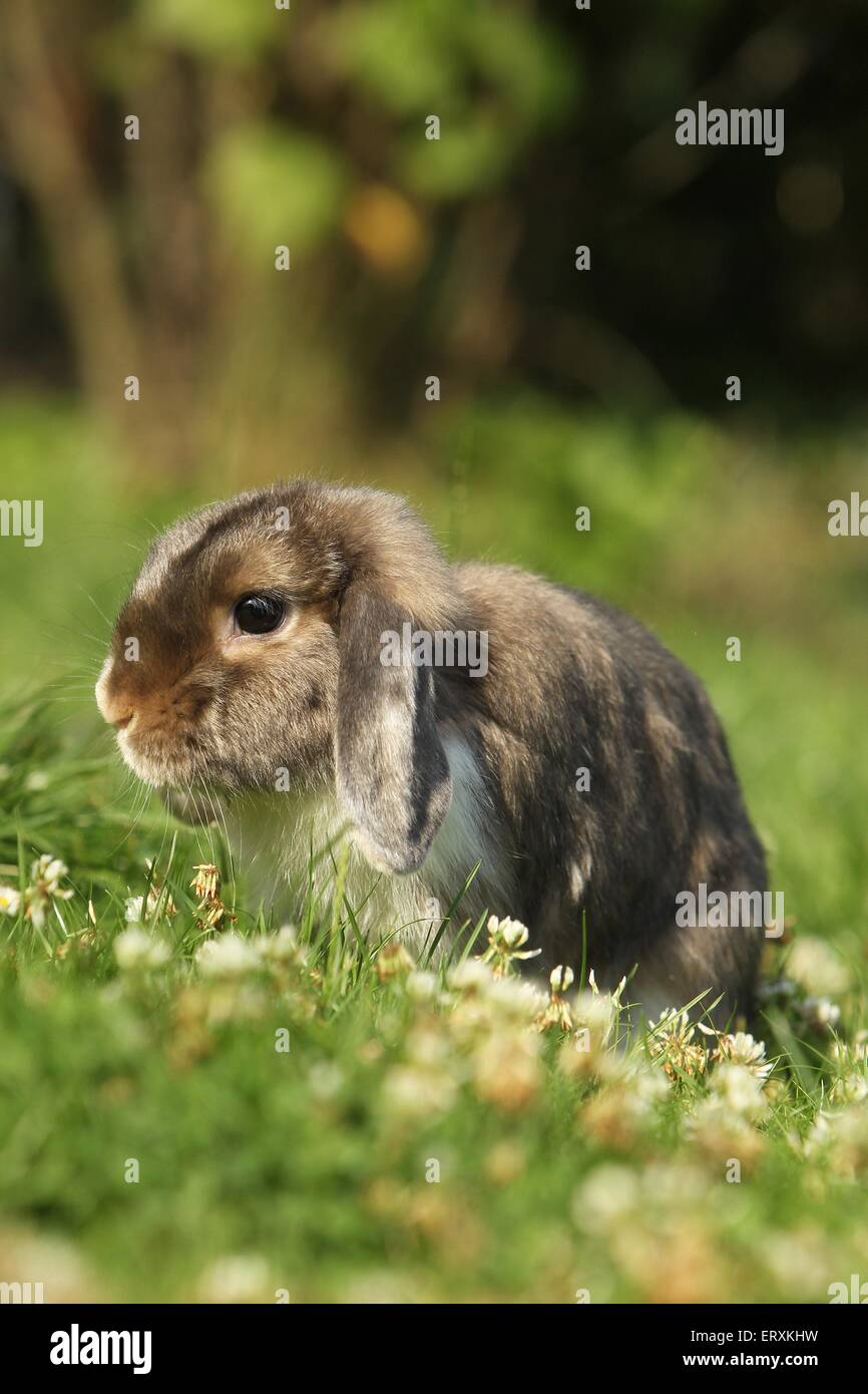 Sunny bunny hi-res stock photography and images - Alamy
