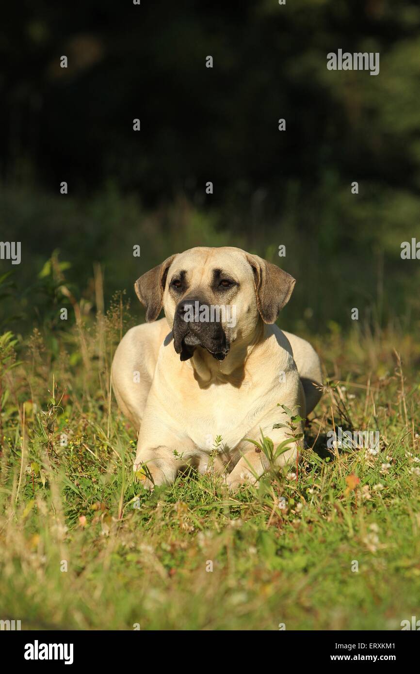lying Dogo Canario Stock Photo - Alamy