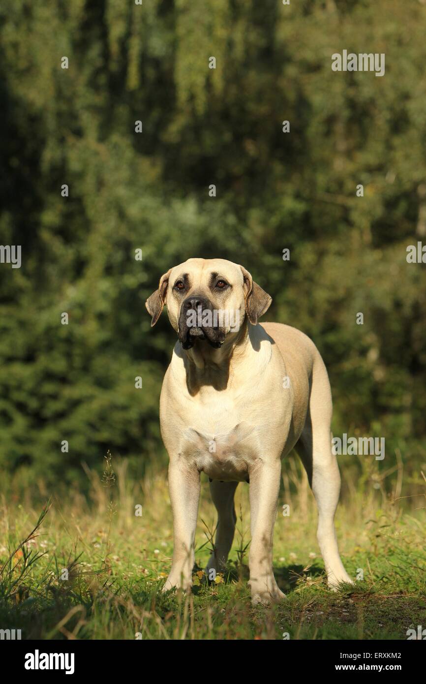 standing Dogo Canario Stock Photo - Alamy