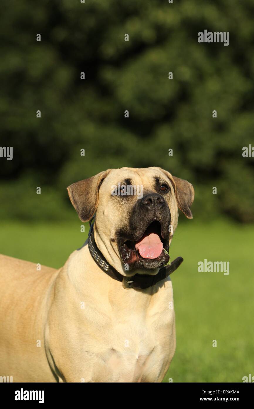 Dogo Canario Portrait Stock Photo - Alamy