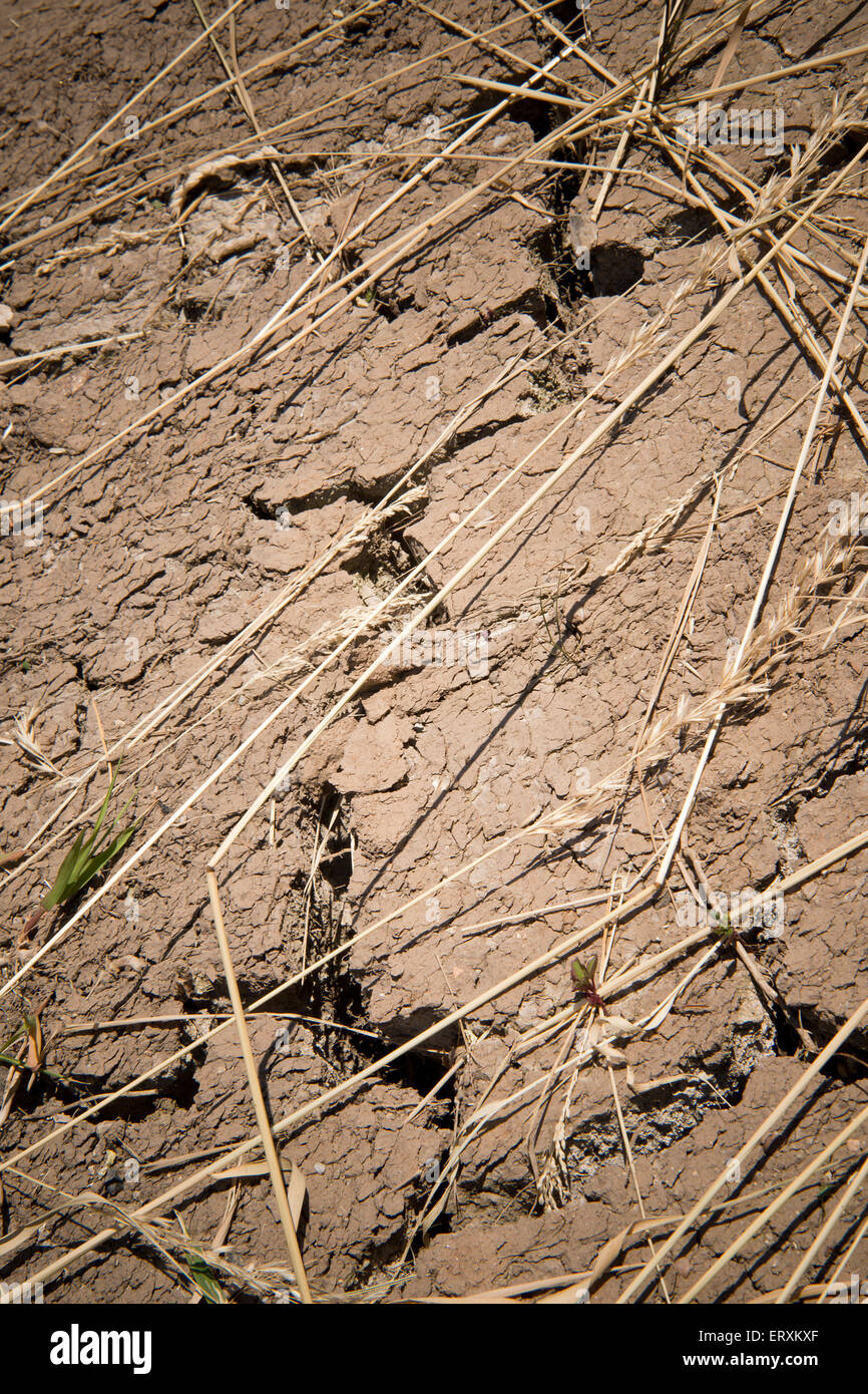 detail of dry soil with dry plants Stock Photo - Alamy