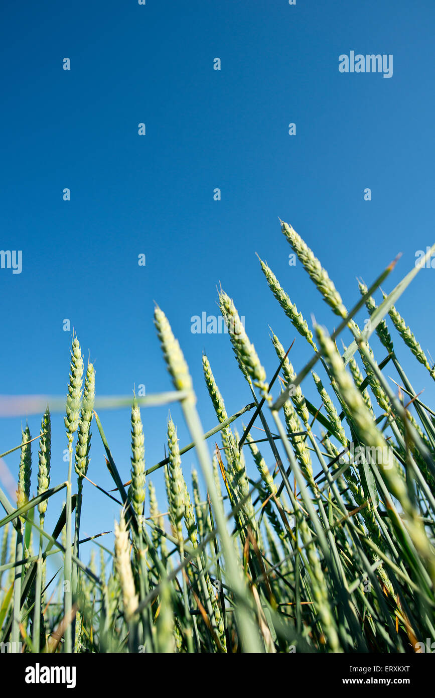 Shallow focus agricultural field hi-res stock photography and images ...
