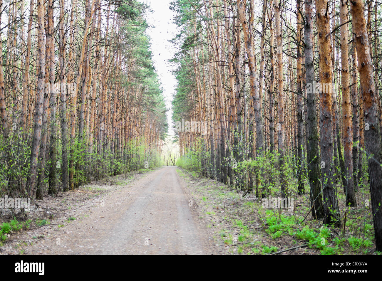 road in a pine forest Stock Photo - Alamy