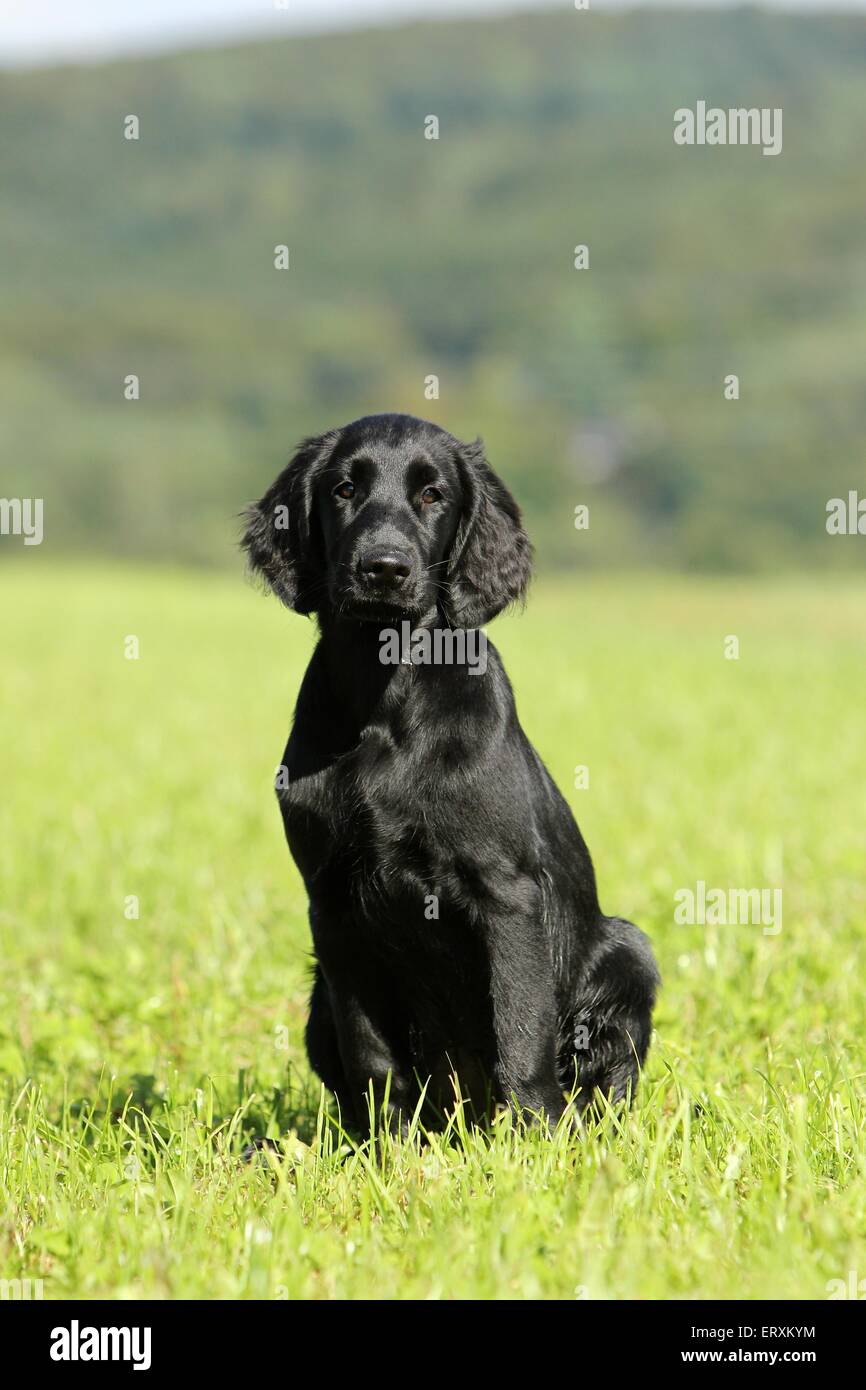 Flat Coated Retriever Puppy Stock Photo - Alamy