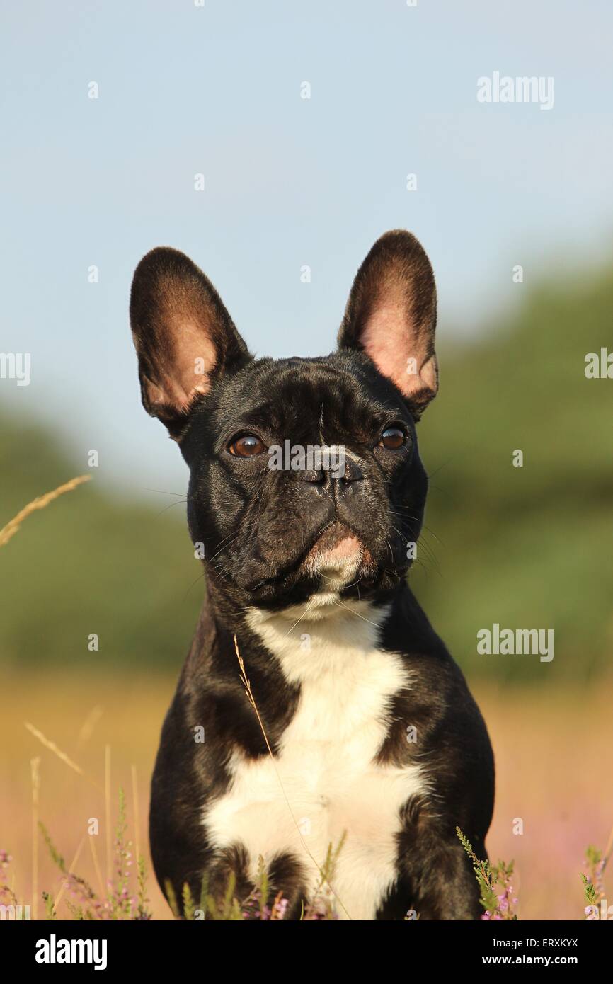 French Bulldog Portrait Stock Photo - Alamy