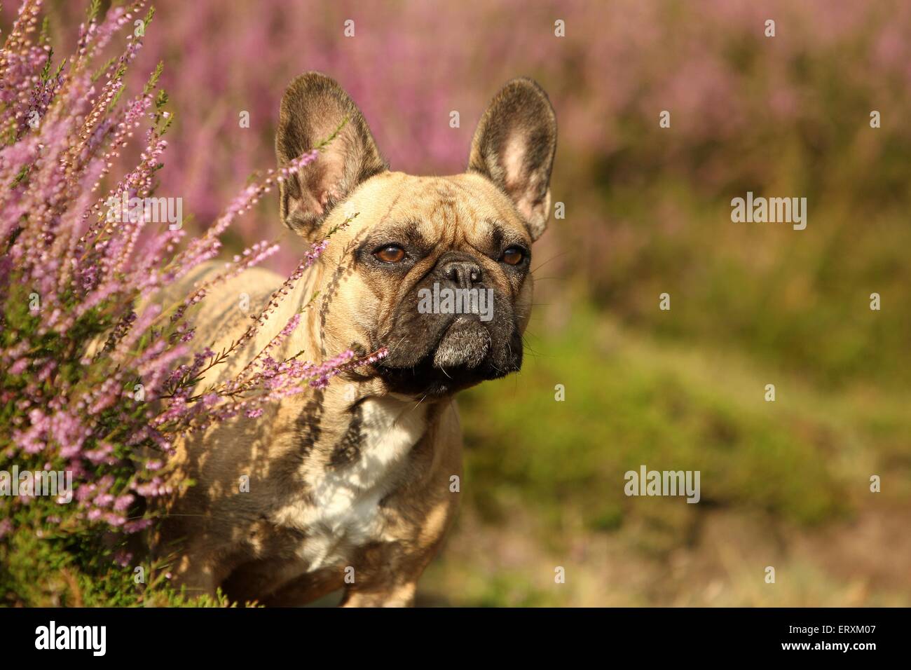 French Bulldog Portrait Stock Photo - Alamy