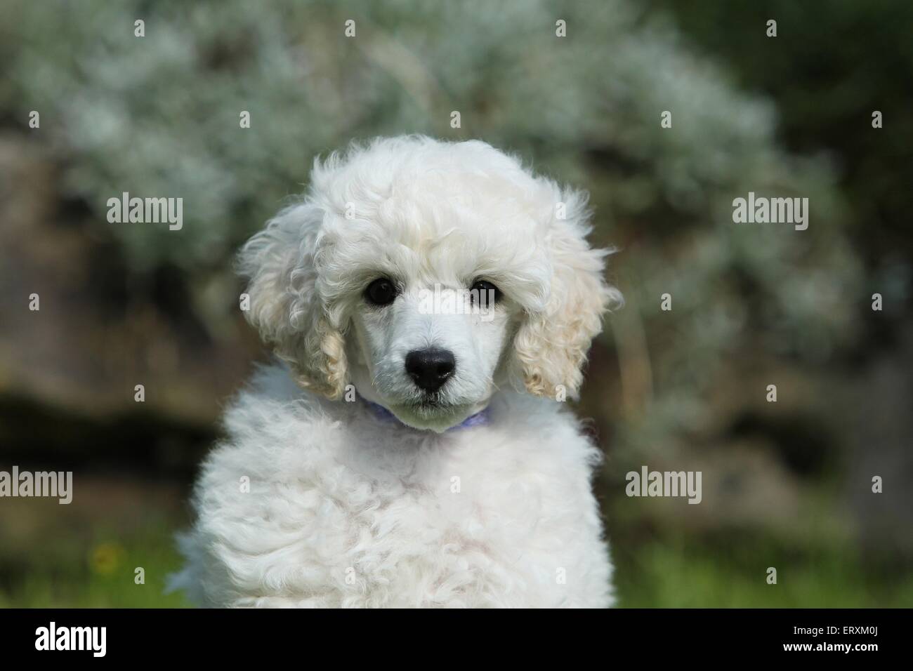 White standard poodle hi-res stock photography and images - Alamy
