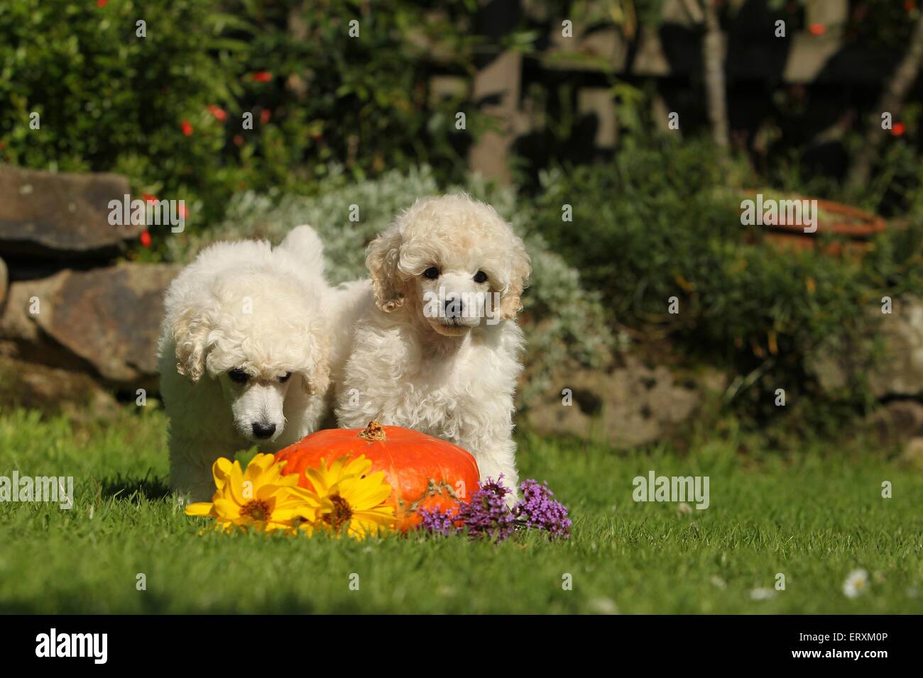 Standard Poodle Puppies Stock Photo - Alamy