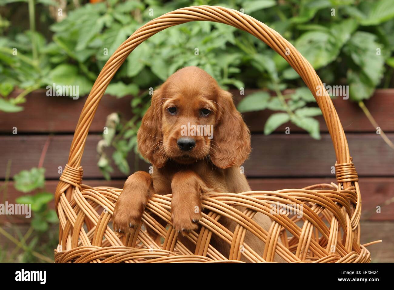 Irish Red Setter Puppy Stock Photo - Alamy
