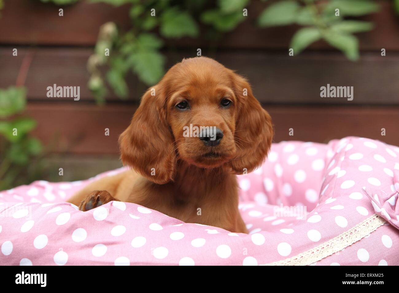 Irish Red Setter Puppy Stock Photo - Alamy