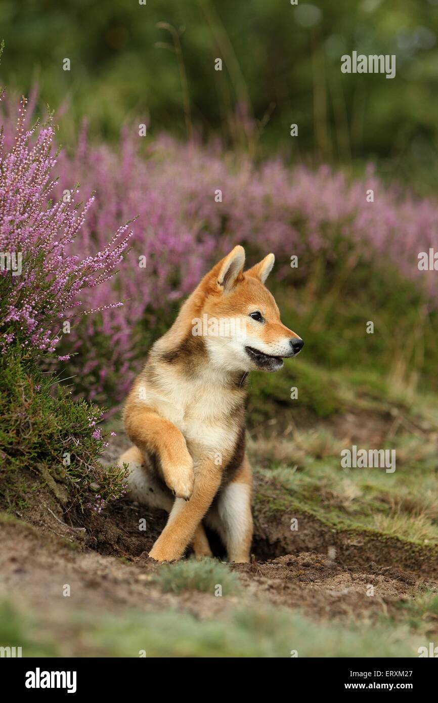 young Shiba Inu Stock Photo - Alamy