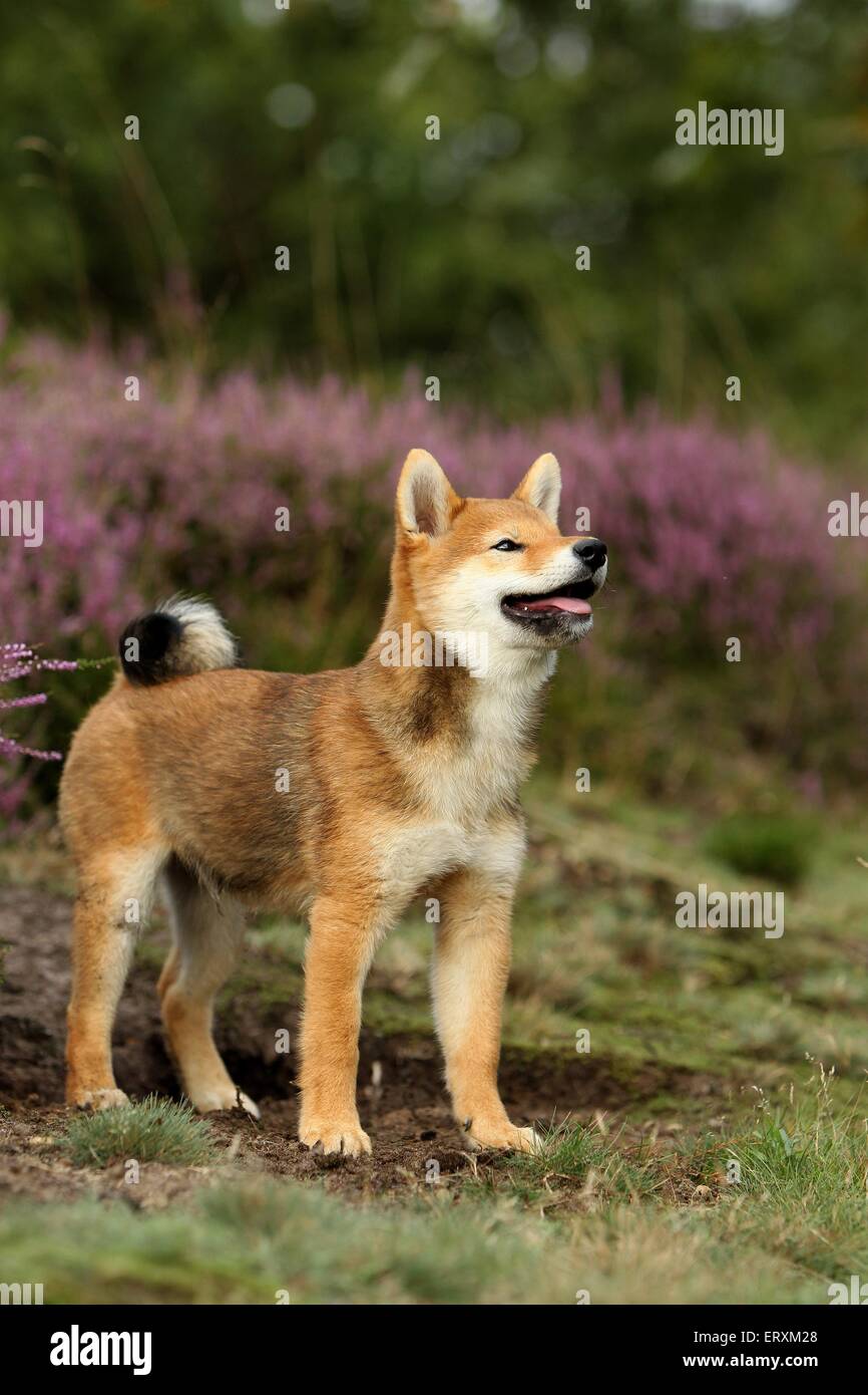 young Shiba Inu Stock Photo - Alamy