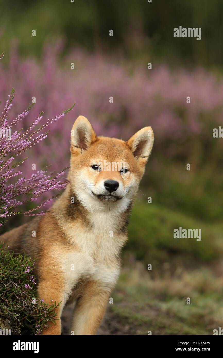young Shiba Inu Stock Photo - Alamy