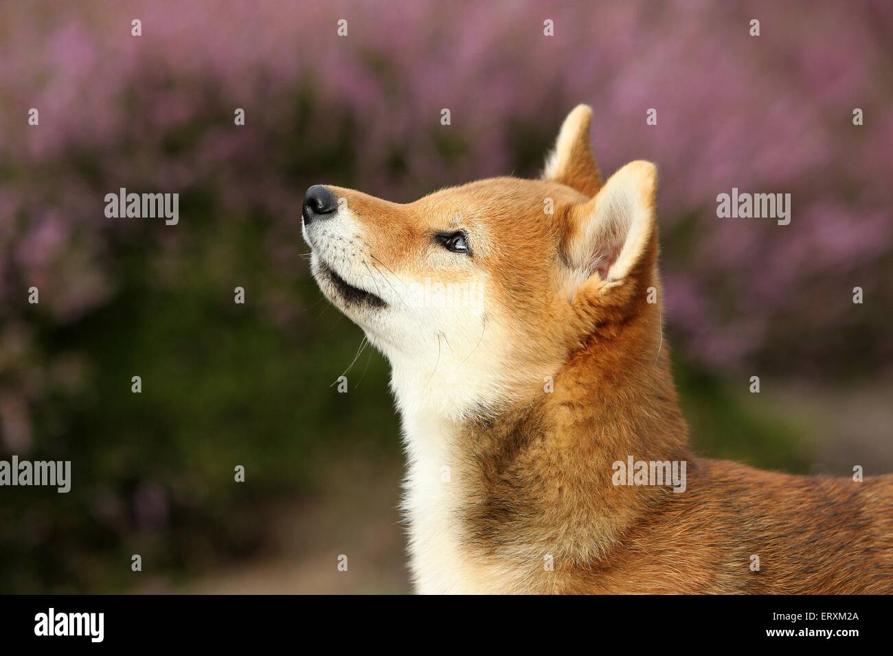 young Shiba Inu Stock Photo - Alamy