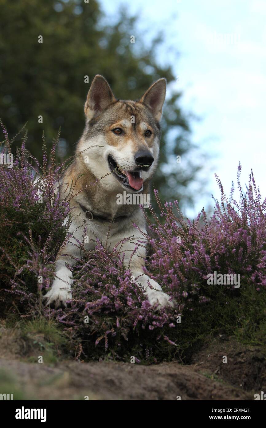 Finnish shorthair hi-res stock photography and images - Alamy
