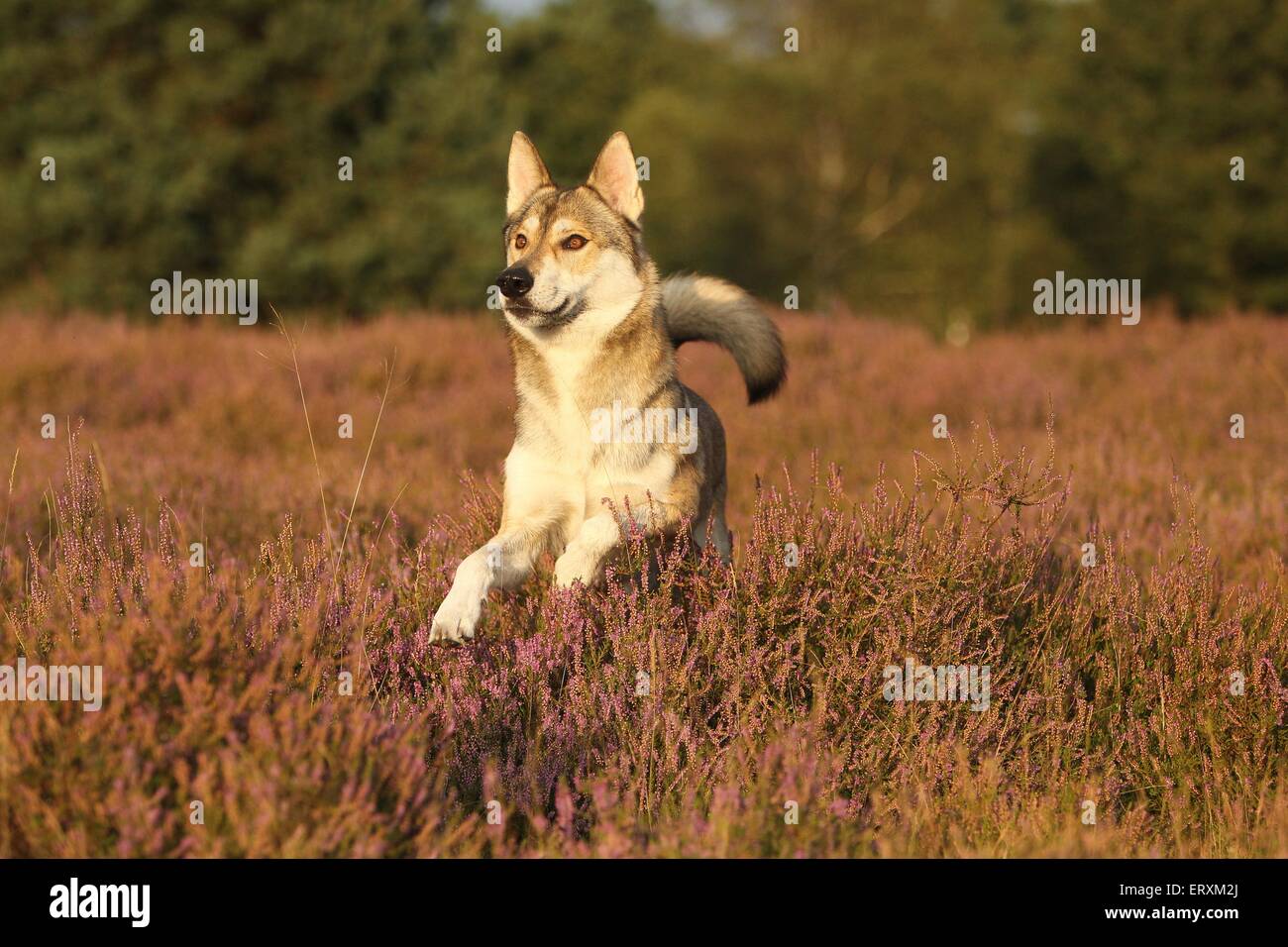 Finnish summer summertime horizontal hi-res stock photography and ...
