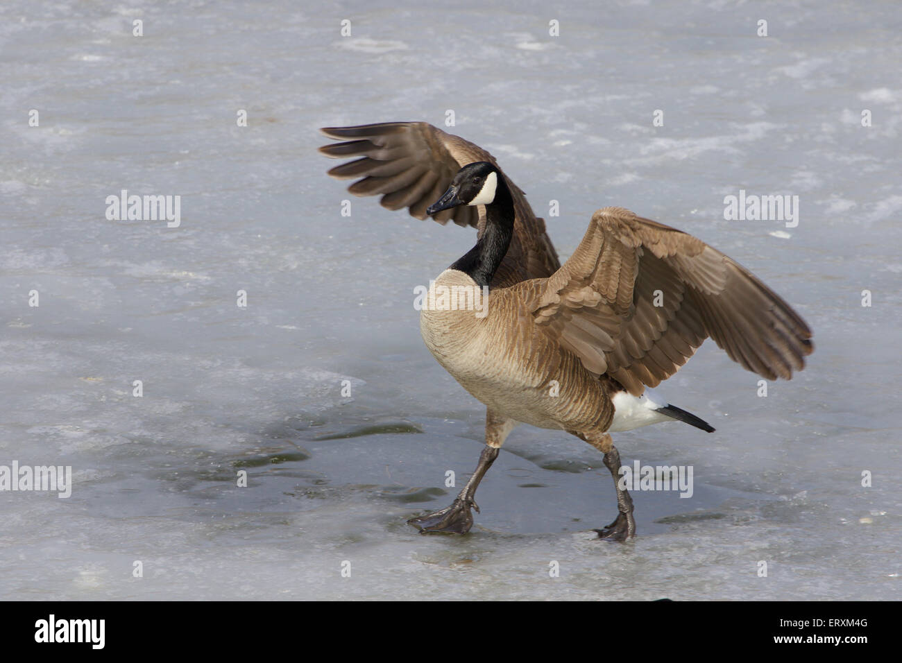 Goose pose hi-res stock photography and images - Alamy