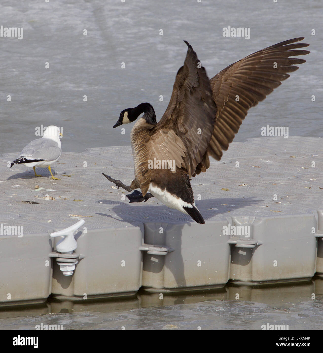 The jump of a goose from the ice Stock Photo - Alamy