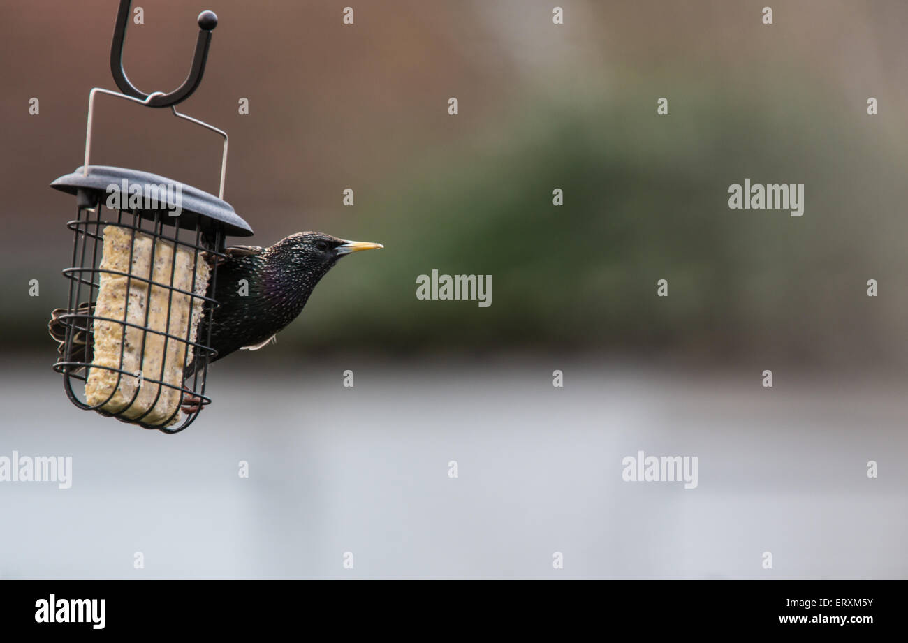 Fat feeder hi-res stock photography and images - Alamy