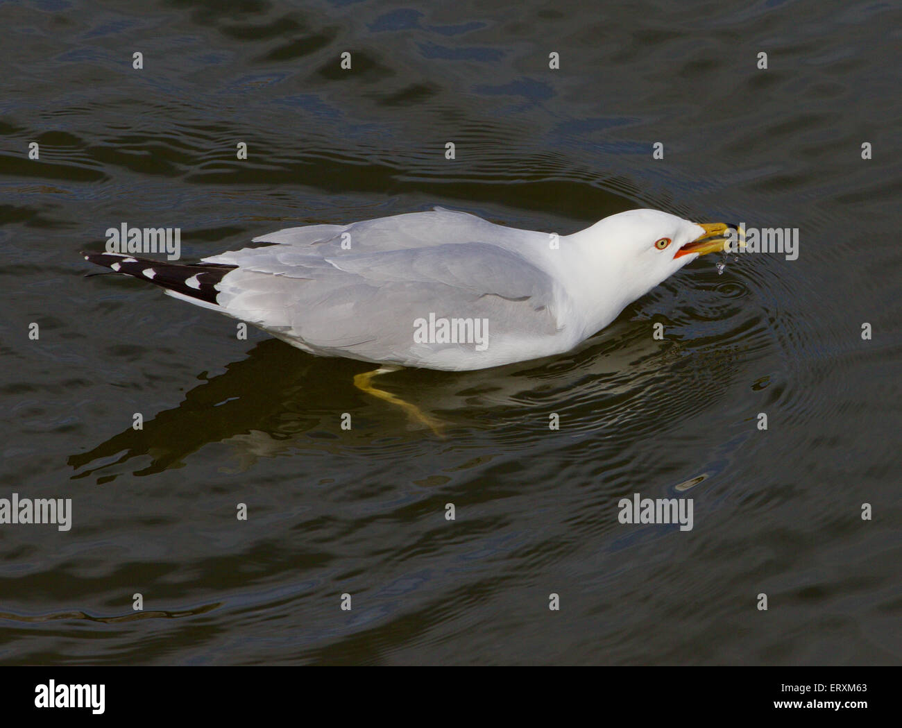 Gulping hi-res stock photography and images - Alamy