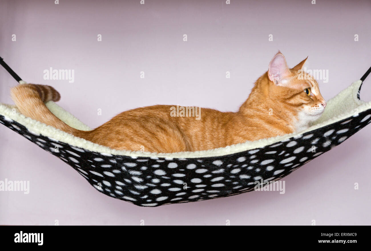 Happy ginger cat lying in a fur hammock Stock Photo - Alamy