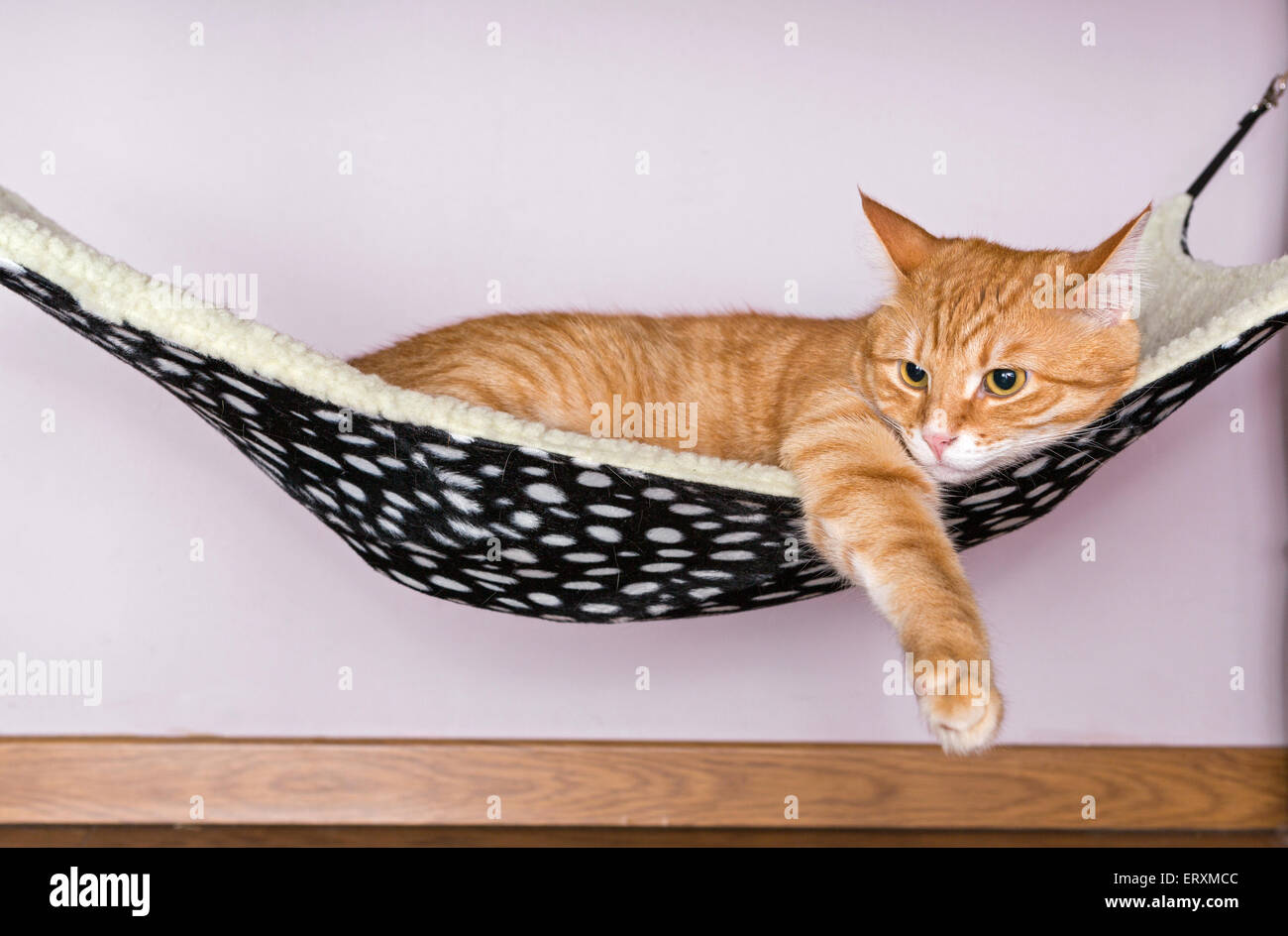 Happy ginger cat lying in a fur hammock Stock Photo - Alamy