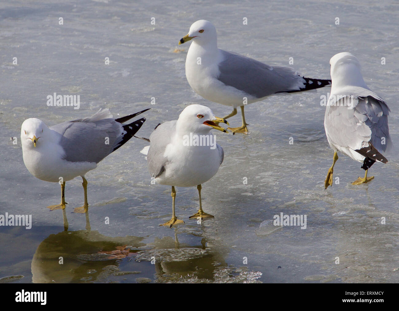 Captain ring hi-res stock photography and images - Alamy