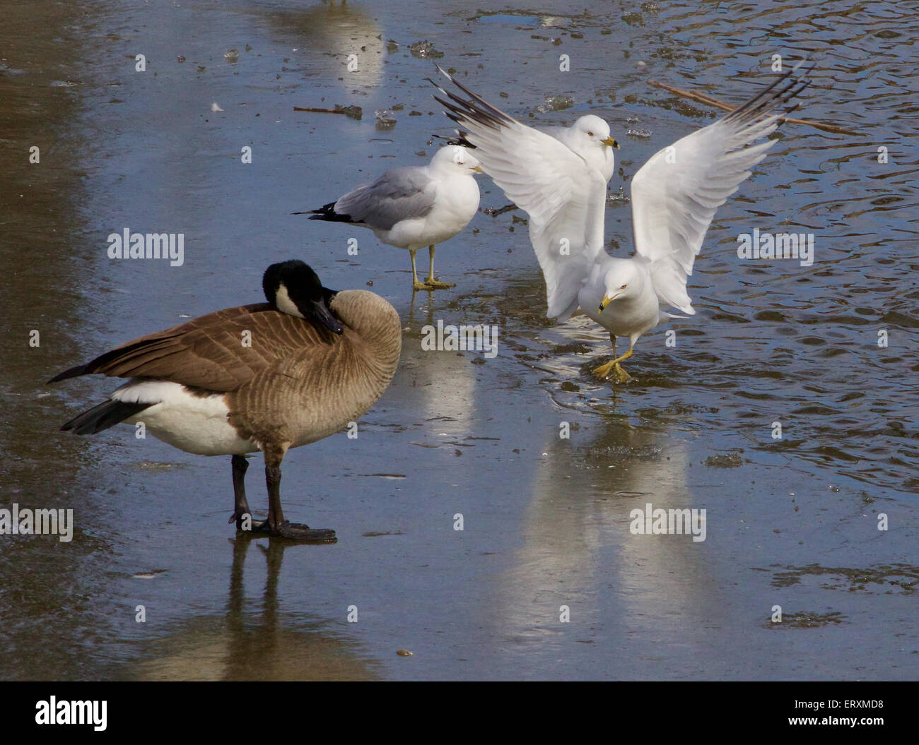 Obeisance hi-res stock photography and images - Alamy