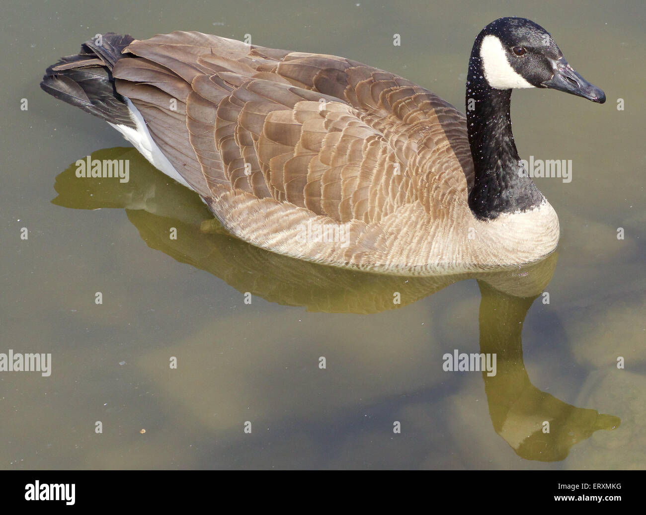 The cackling goose in the calm water Stock Photo - Alamy
