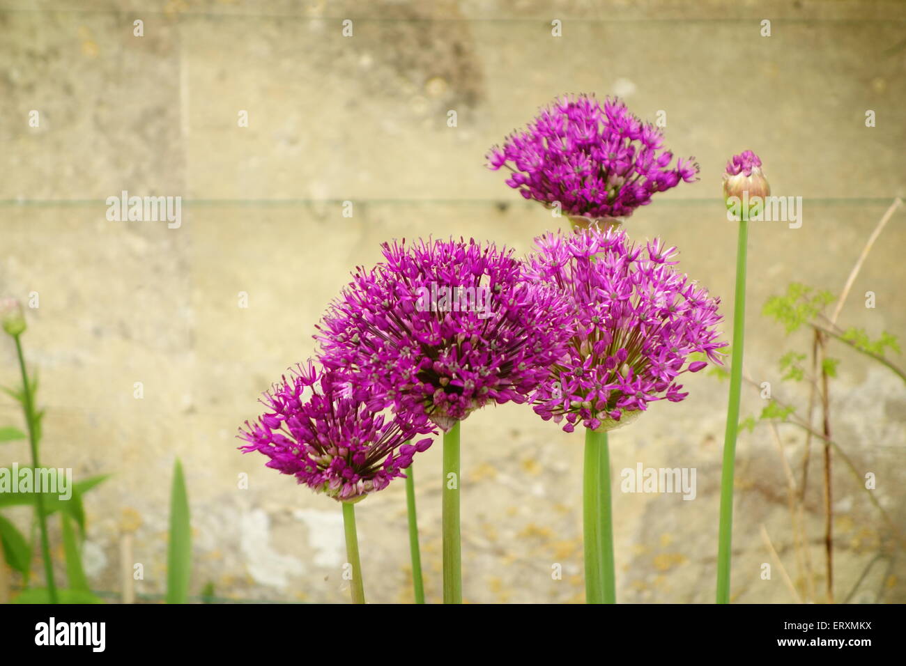 Pink alliums hi-res stock photography and images - Alamy