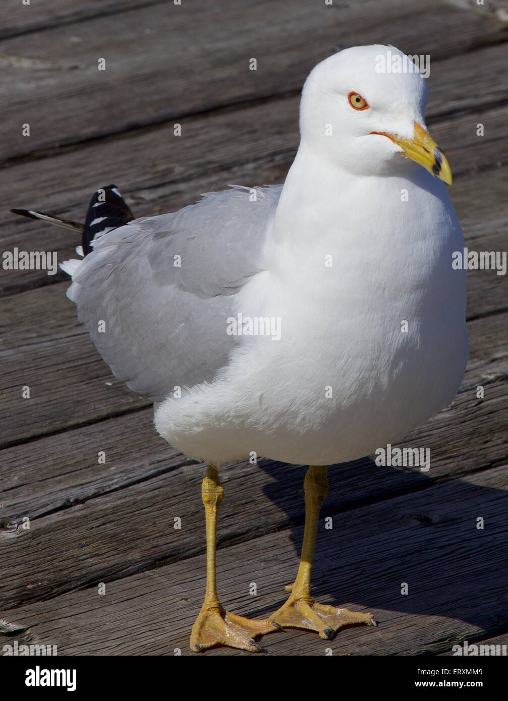 Curious gull hi-res stock photography and images - Alamy