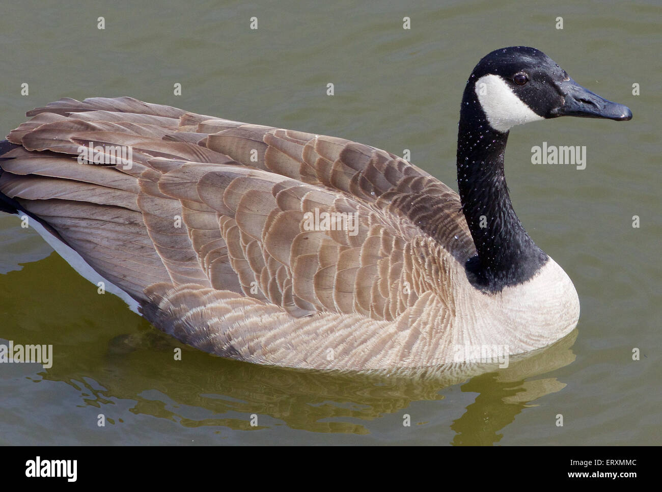 Calm goose hi-res stock photography and images - Alamy