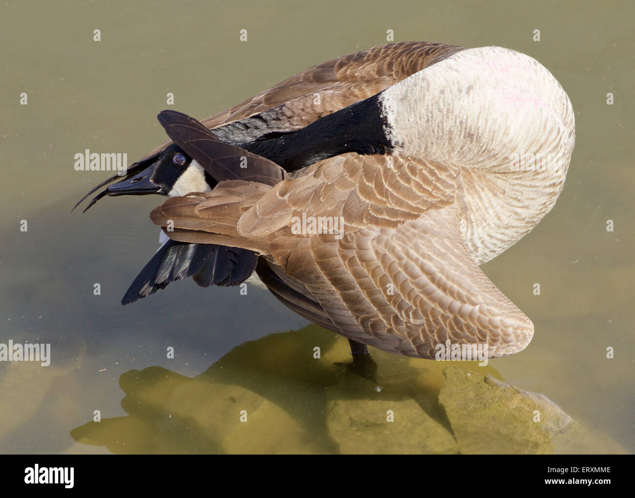 Hide and seek. The funny cackling goose pose Stock Photo - Alamy