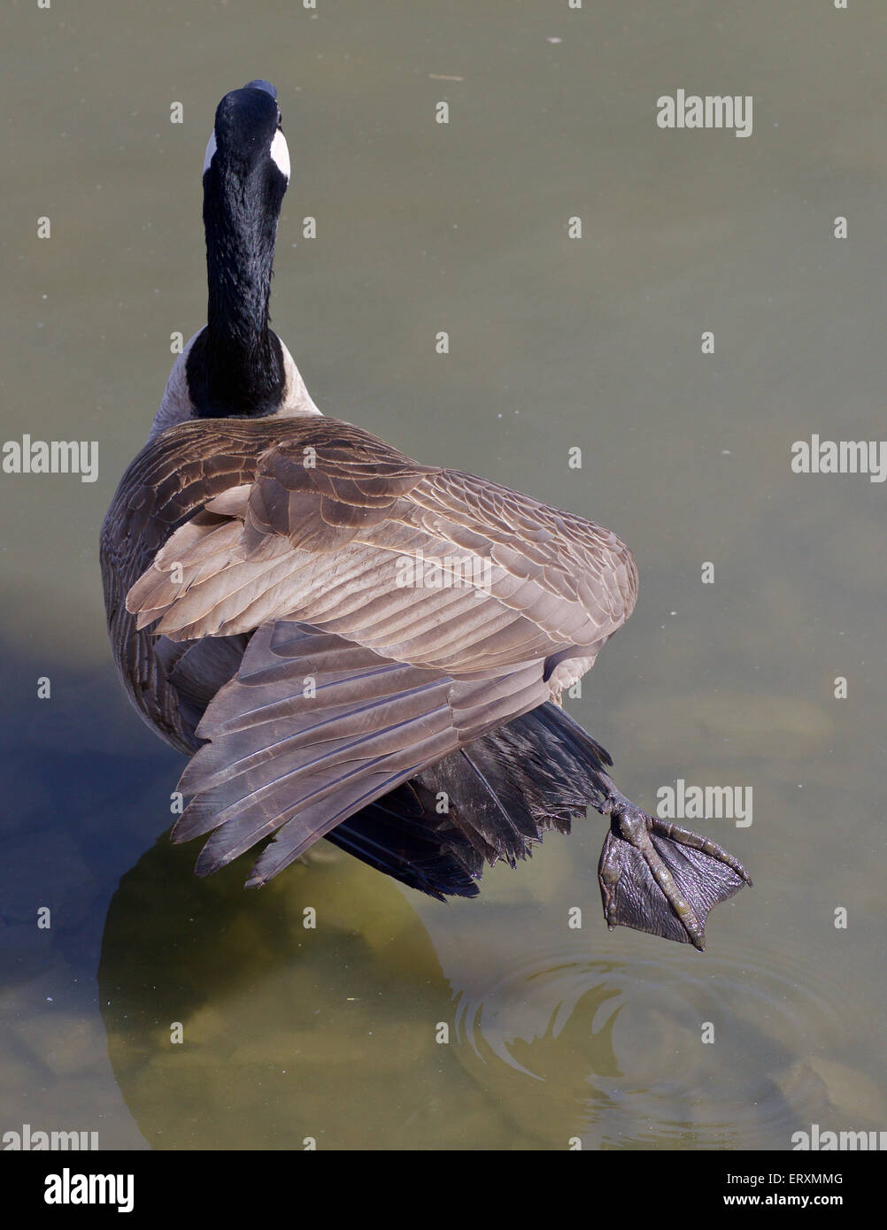 An unordinary pose of a cackling goose Stock Photo - Alamy