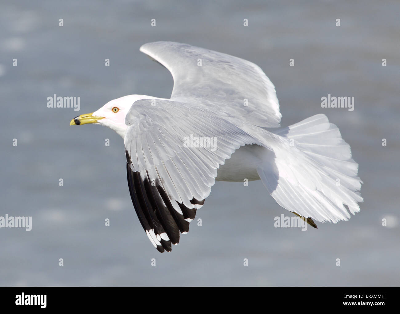 The ring-billed gull is flying Stock Photo - Alamy