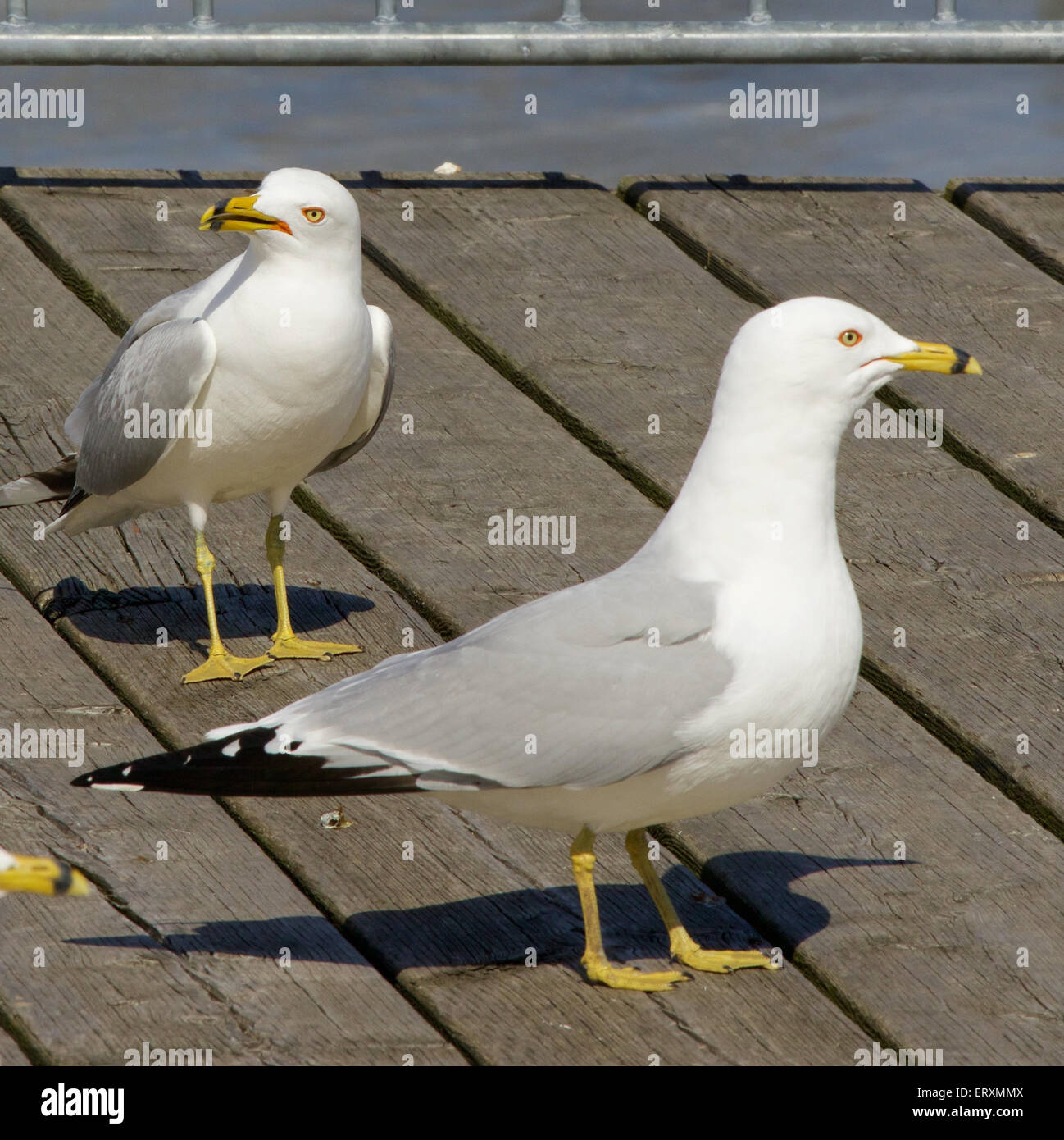 Angry looking bird hi-res stock photography and images - Alamy