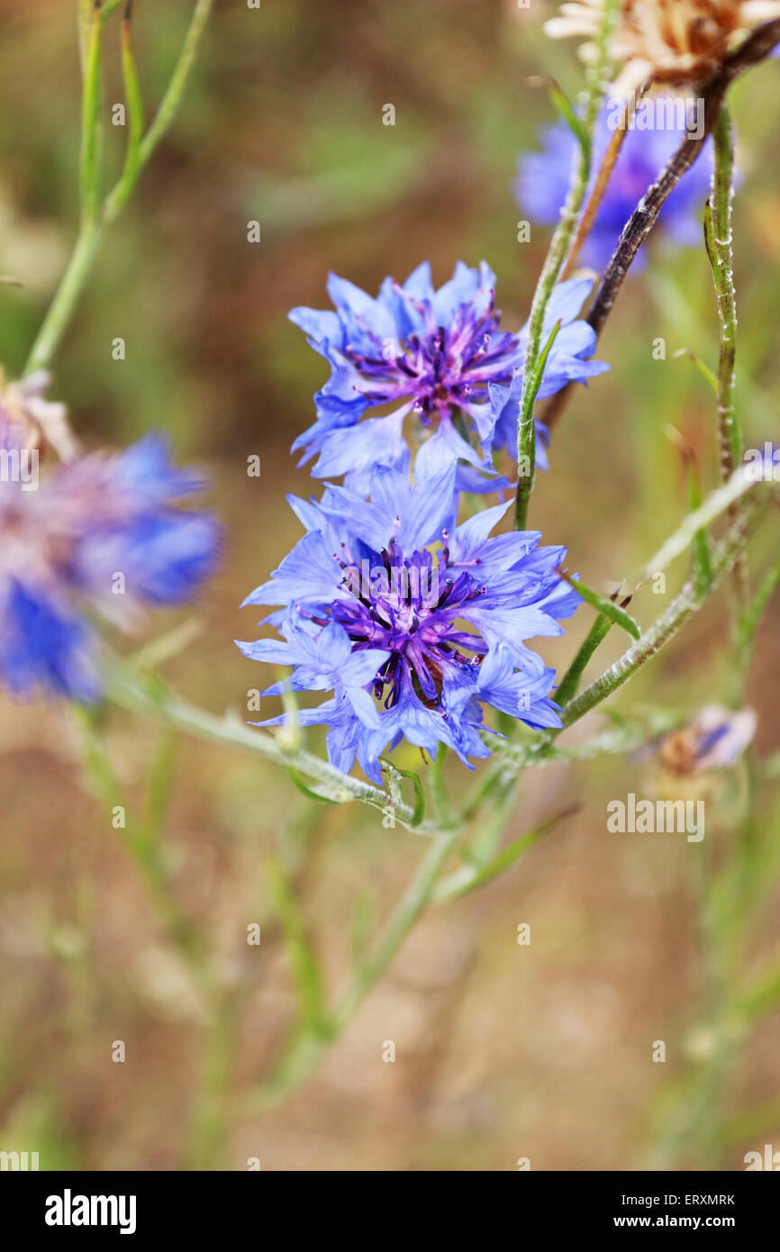 blue centaurea cyanus wild flower close up Stock Photo - Alamy