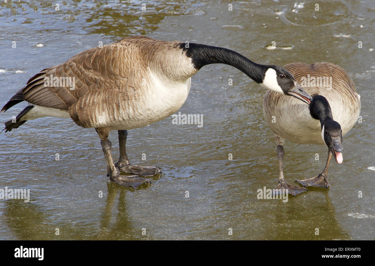 Strange love relationship of a pair of a geese Stock Photo - Alamy