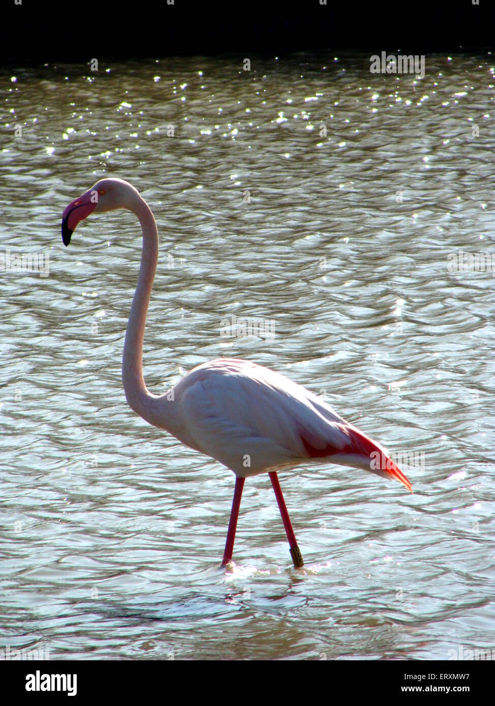 Artificial wild animals hi-res stock photography and images - Alamy