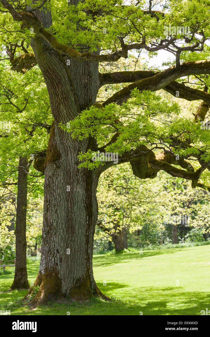 Nordic oak tree hi-res stock photography and images - Alamy